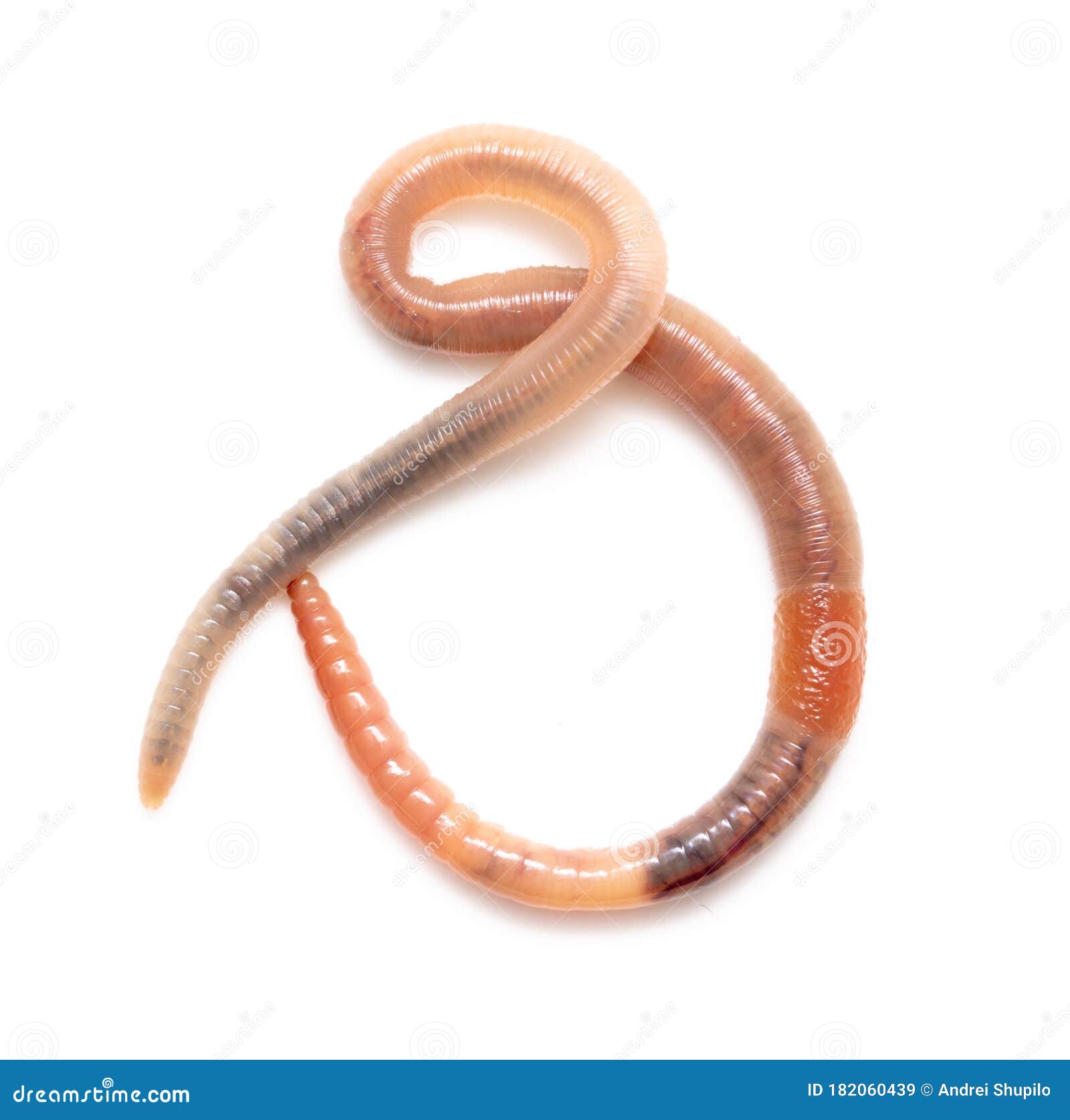 Earthworm on a White Background Stock Image - Image of animal, worm ...