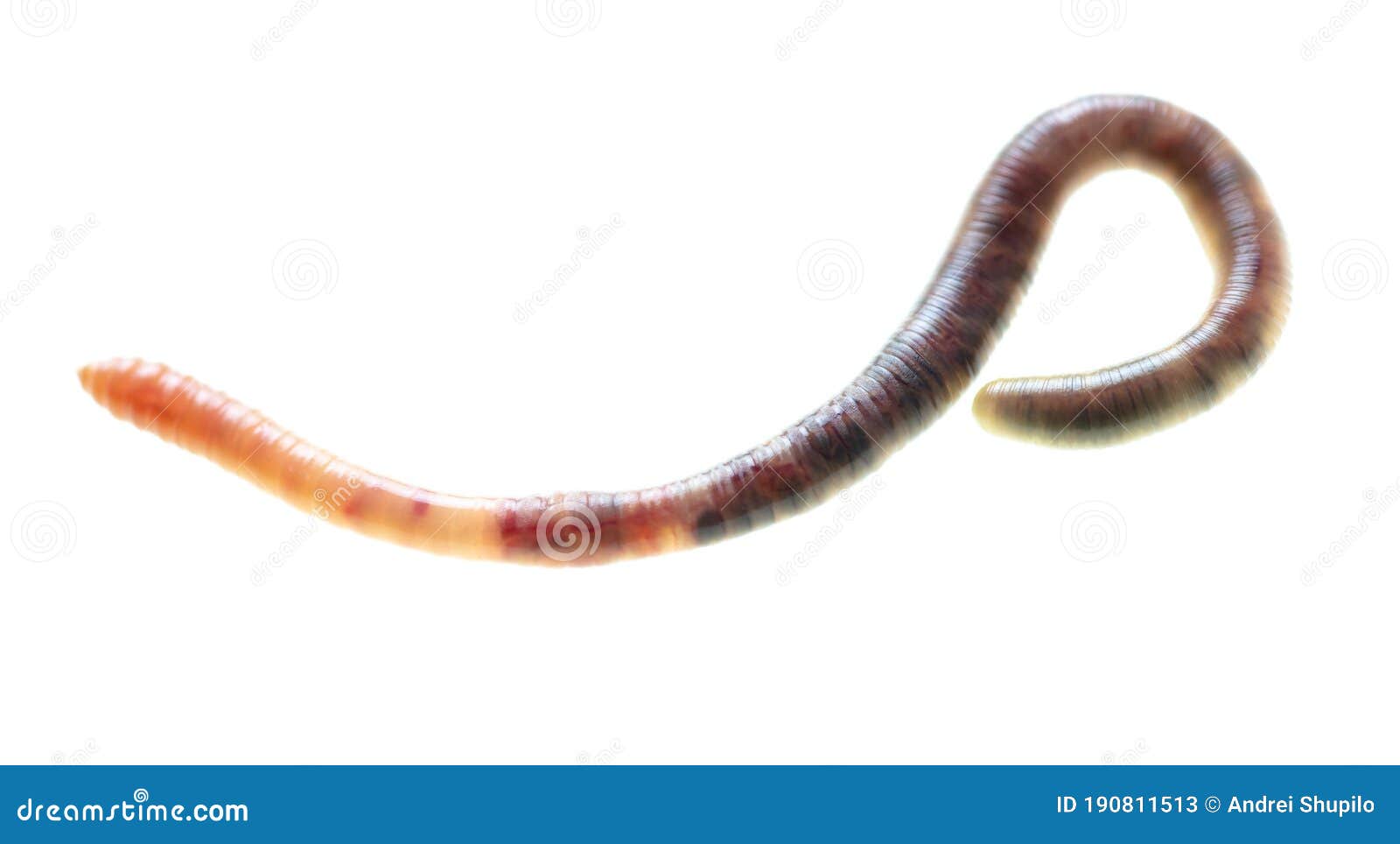 Earthworm on a White Background Stock Image - Image of white, slimy ...