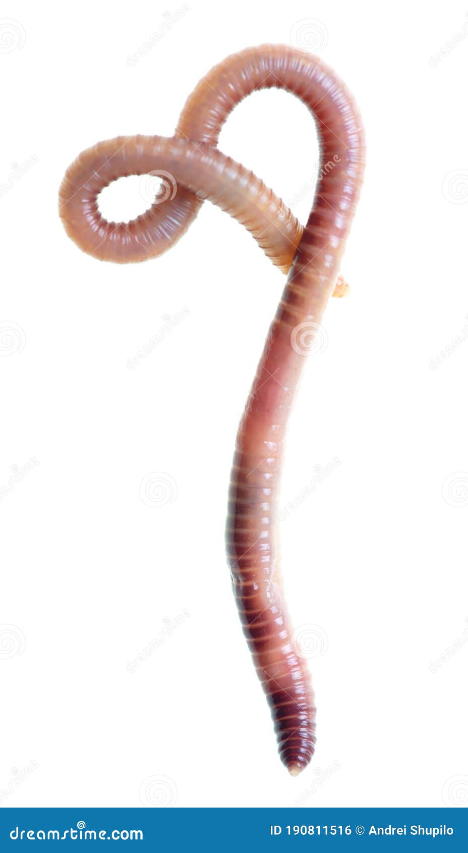 Earthworm on a White Background Stock Photo - Image of macro, natural ...