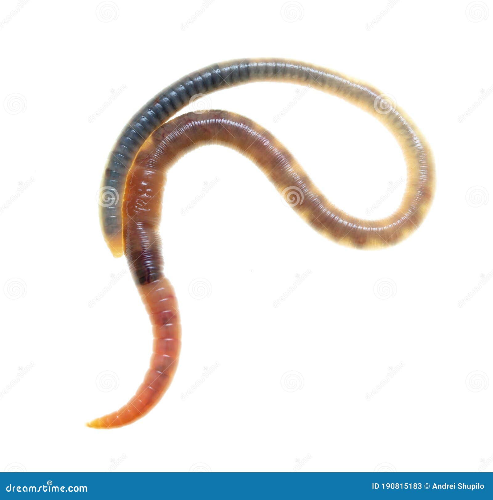 Earthworm on a White Background Stock Image - Image of lure, white ...
