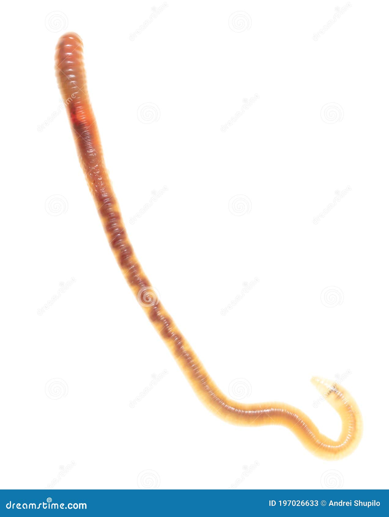 Earthworm on a White Background Stock Image - Image of earthworm ...