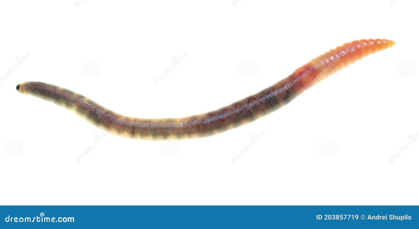 Earthworm on a White Background Stock Image - Image of garden ...