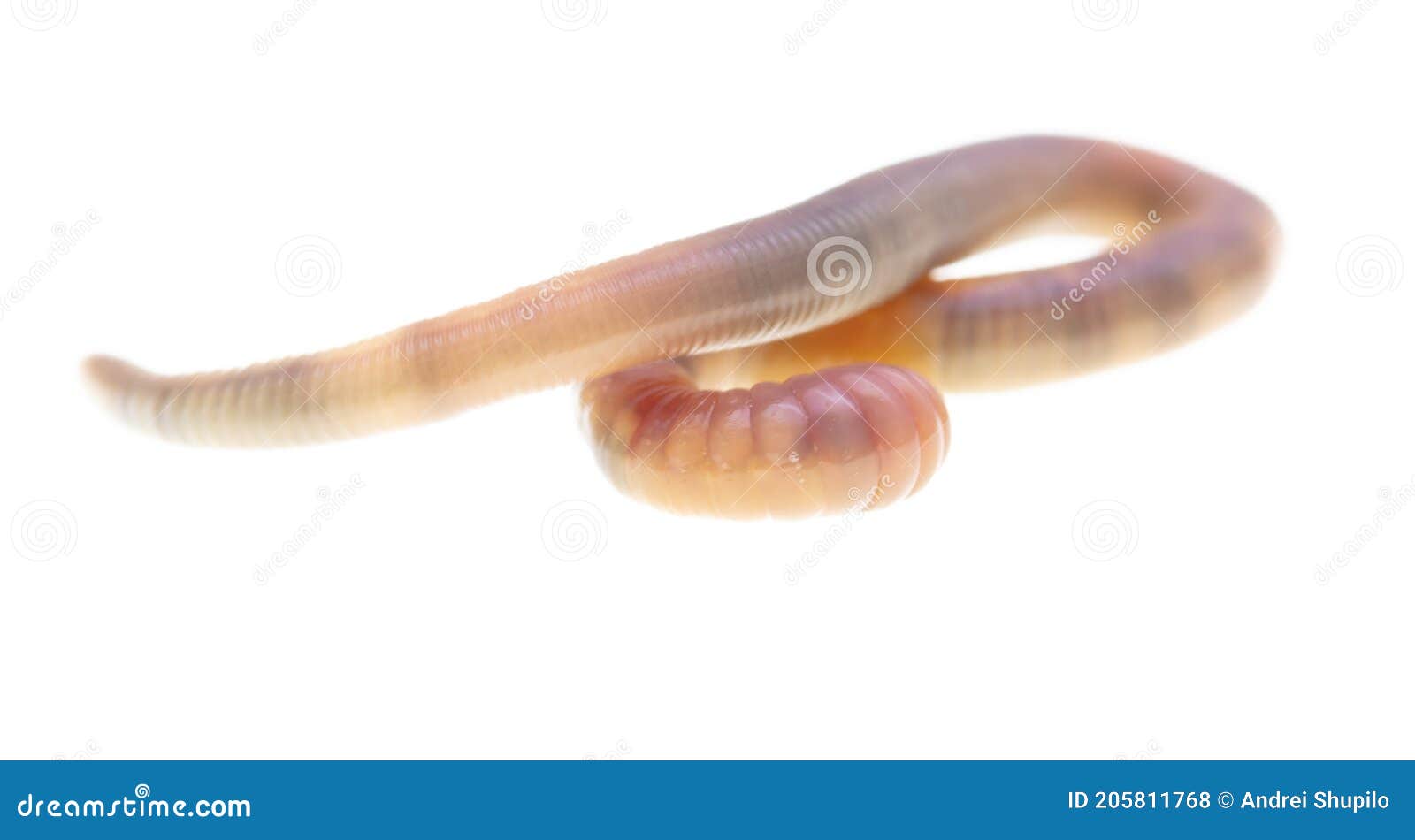 Earthworm on a White Background Stock Photo - Image of worm, crawling ...