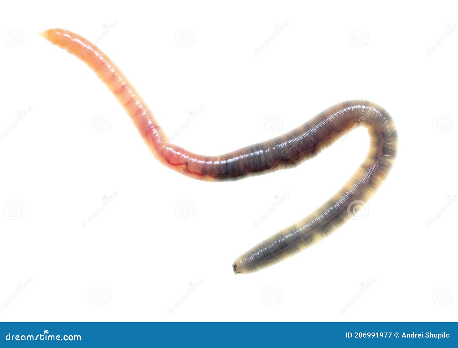 Earthworm on a White Background Stock Image - Image of white, crawling ...