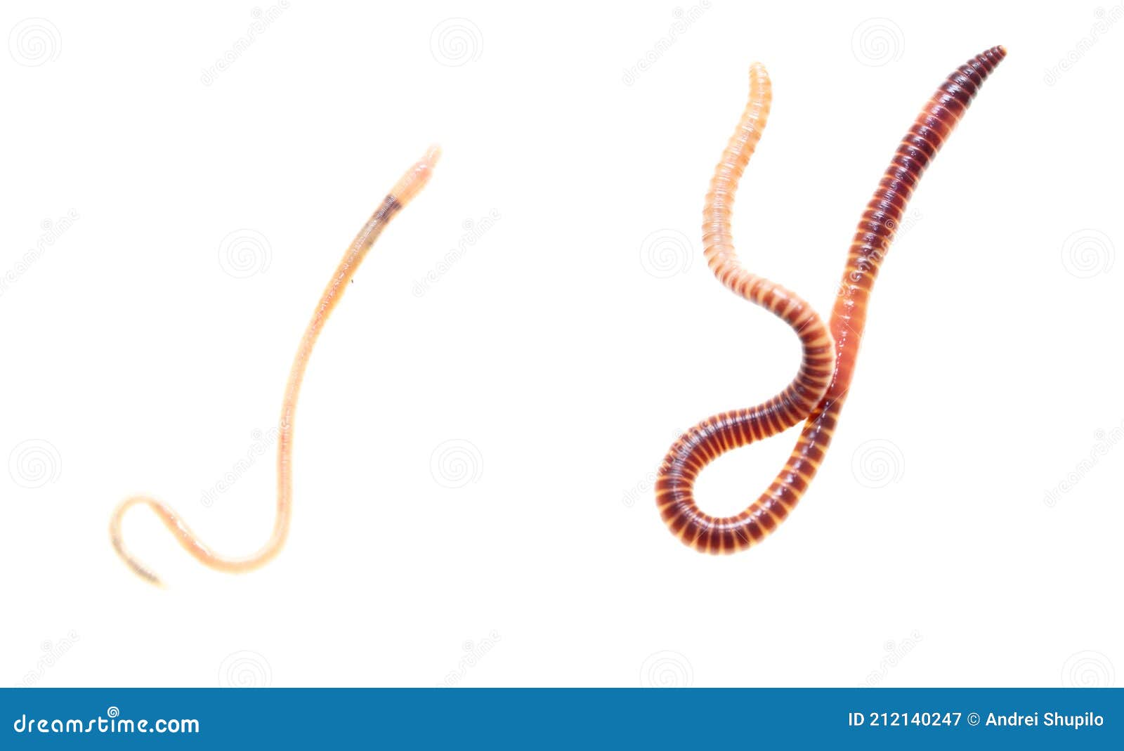 Earthworm on a White Background Stock Image - Image of crawling, wild ...