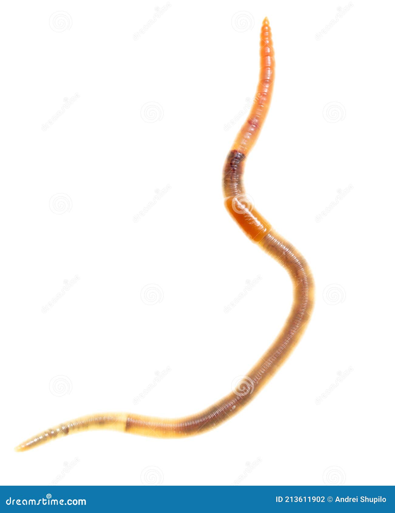 Earthworm on a White Background Stock Photo - Image of earthworm ...