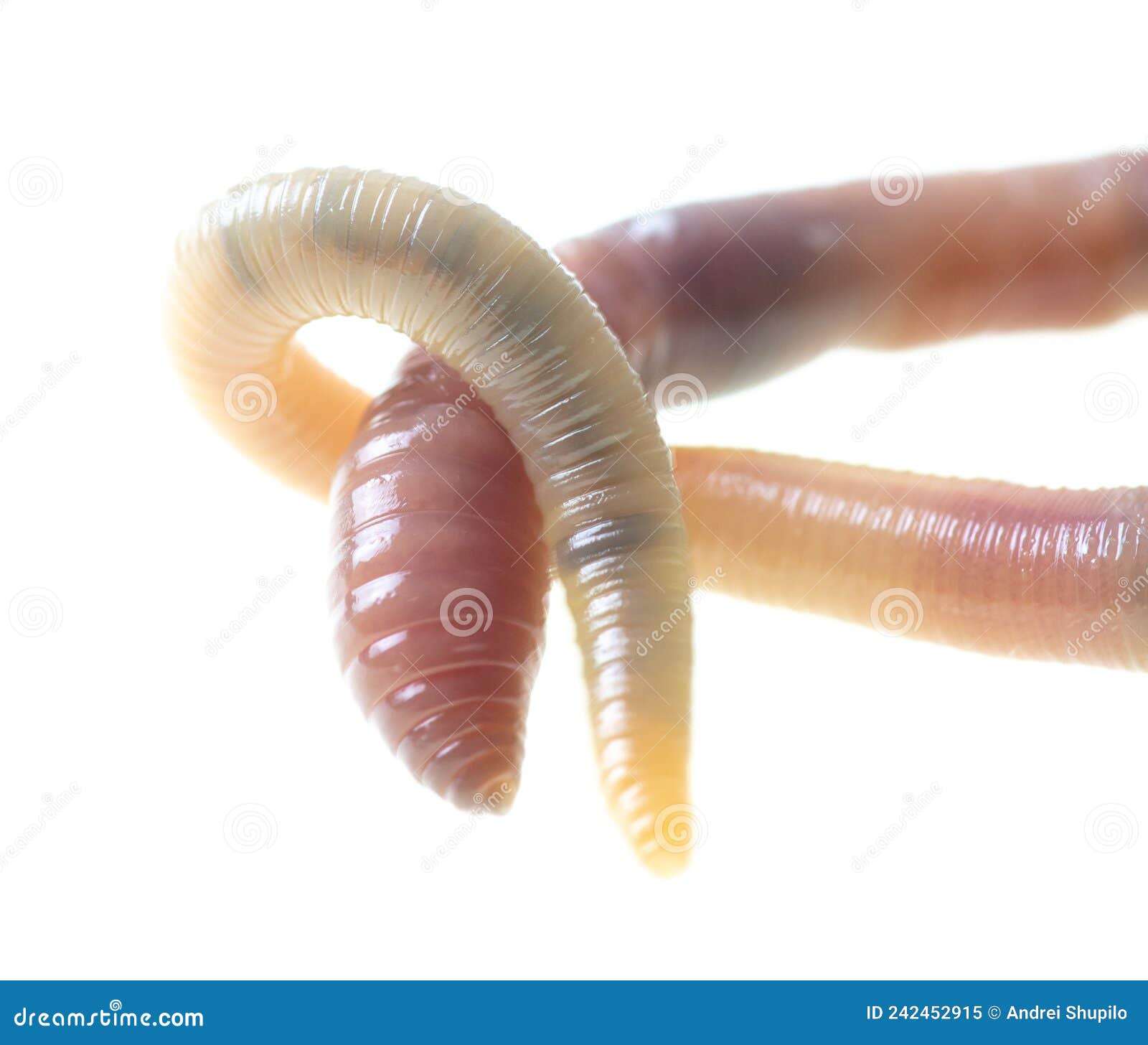 Earthworm on a White Background. Stock Image - Image of macro ...