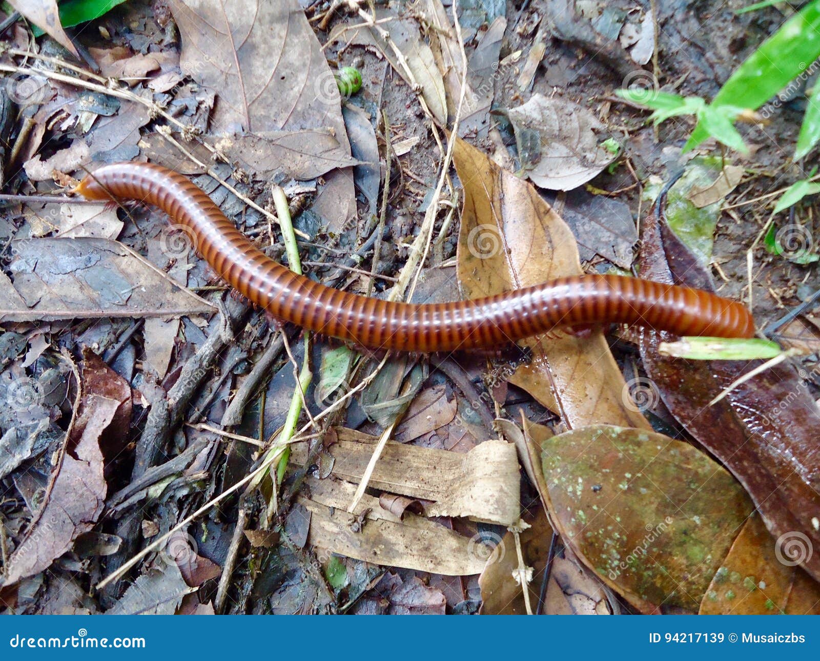 Earthworm Stock Photos - Download 3,064 Royalty Free Photos