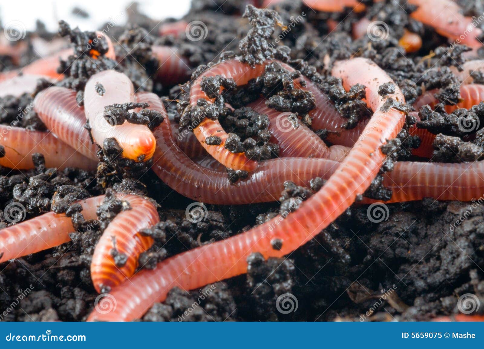 Earthworms stock image. Image of crawler, wiggly, garden - 5659075