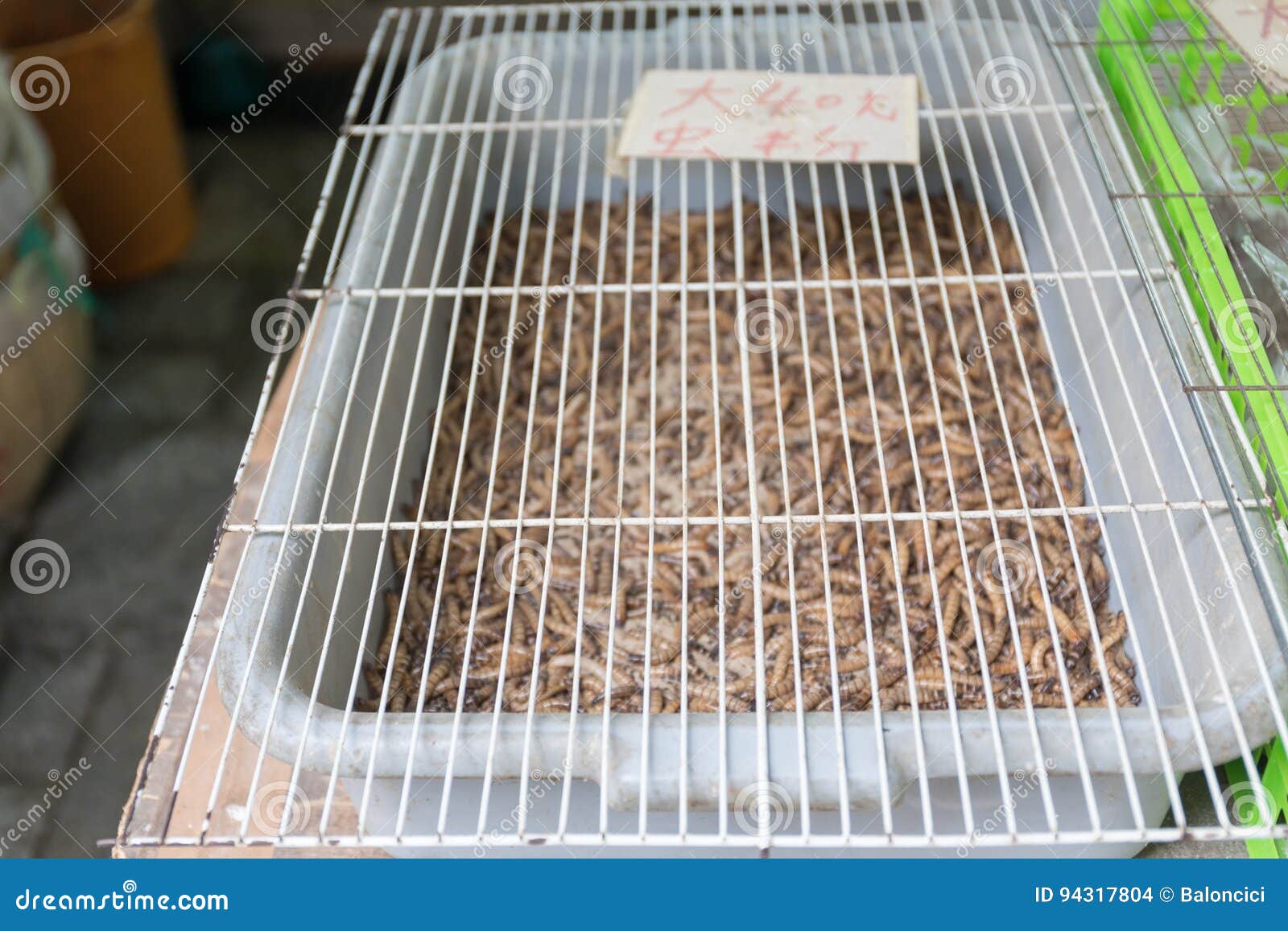 Earthworms stock photo. Image of yuen, kong, feed, worms - 94317804