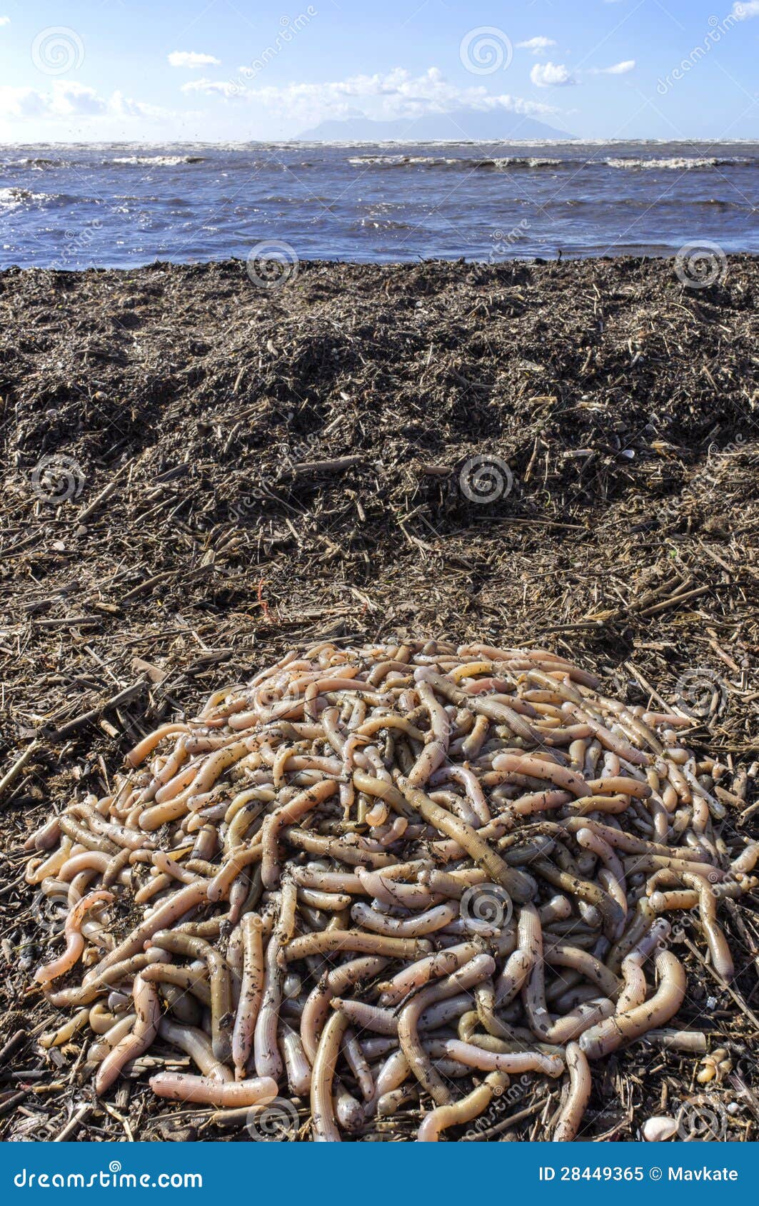 Earthworms Close To Fishing Stock Image - Image of group, slippery ...