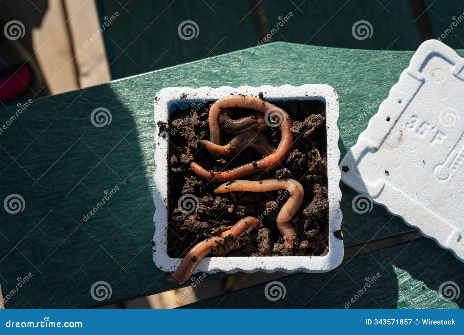 Earthworms in Bait Container Stock Image - Image of earthwormfarm ...