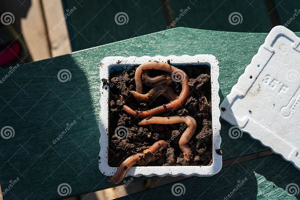 Earthworms in Bait Container Stock Image - Image of earthwormfarm ...