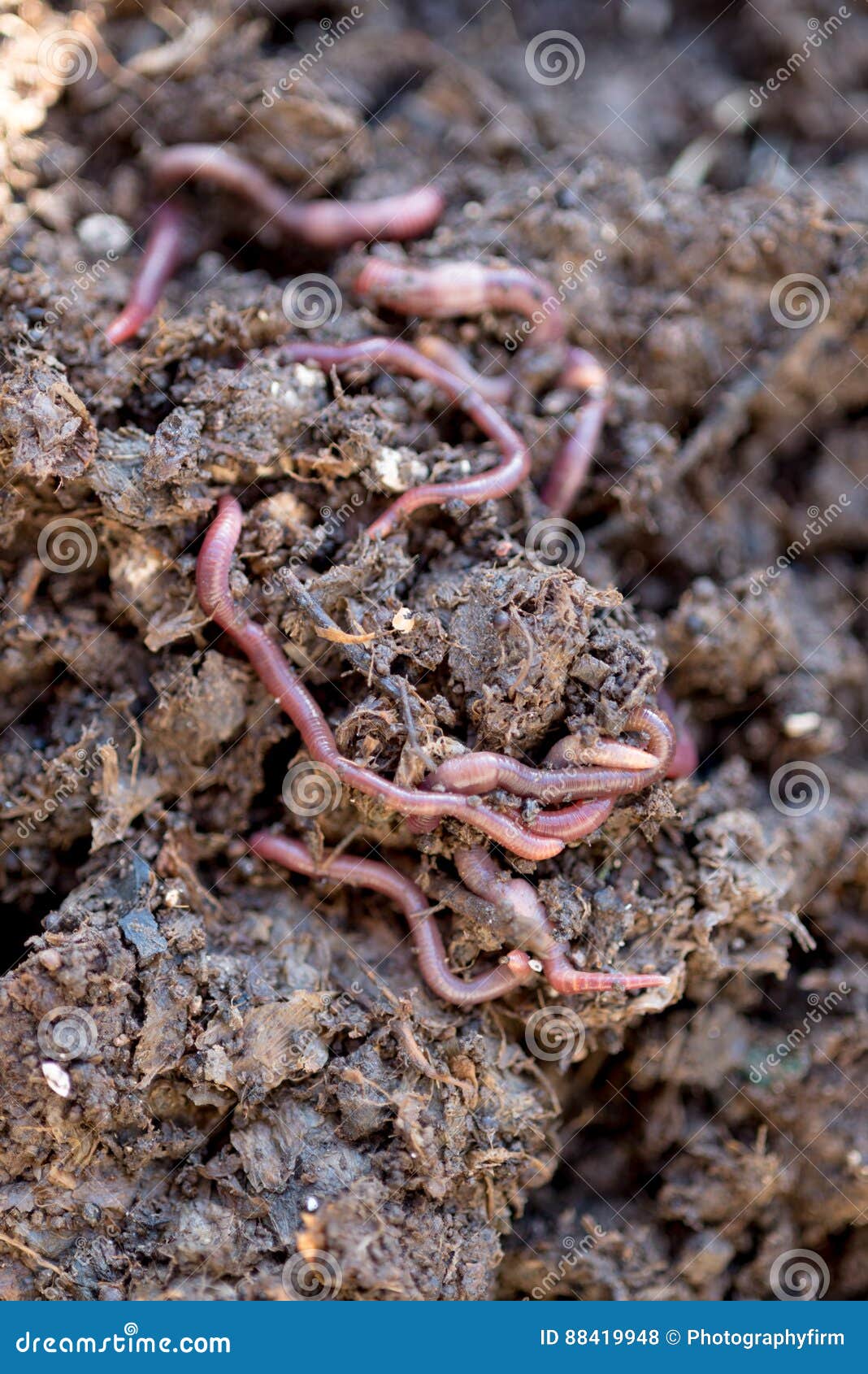 Earthworms Crawling on Compost Stock Photo - Image of animal, earth ...