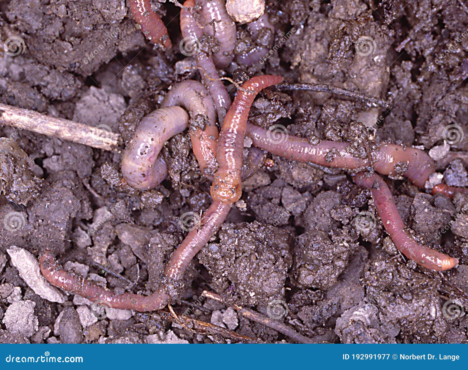 2,600 Damp Earth Stock Photos - Free & Royalty-Free Stock Photos from ...