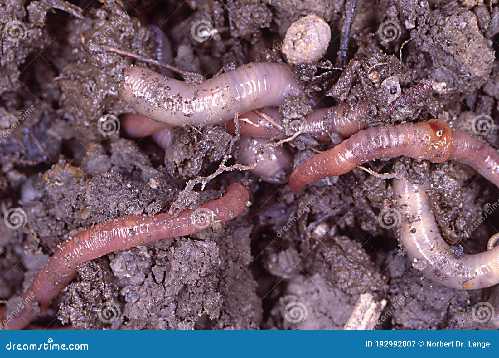 Earthworms in the Damp Earth Stock Image - Image of decomposers, garden ...