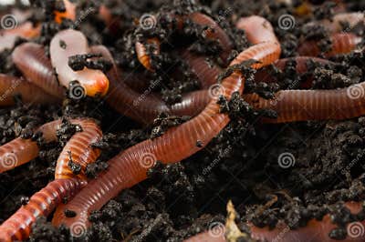 Earthworms in the earth stock photo. Image of slimy, crawler - 8566918