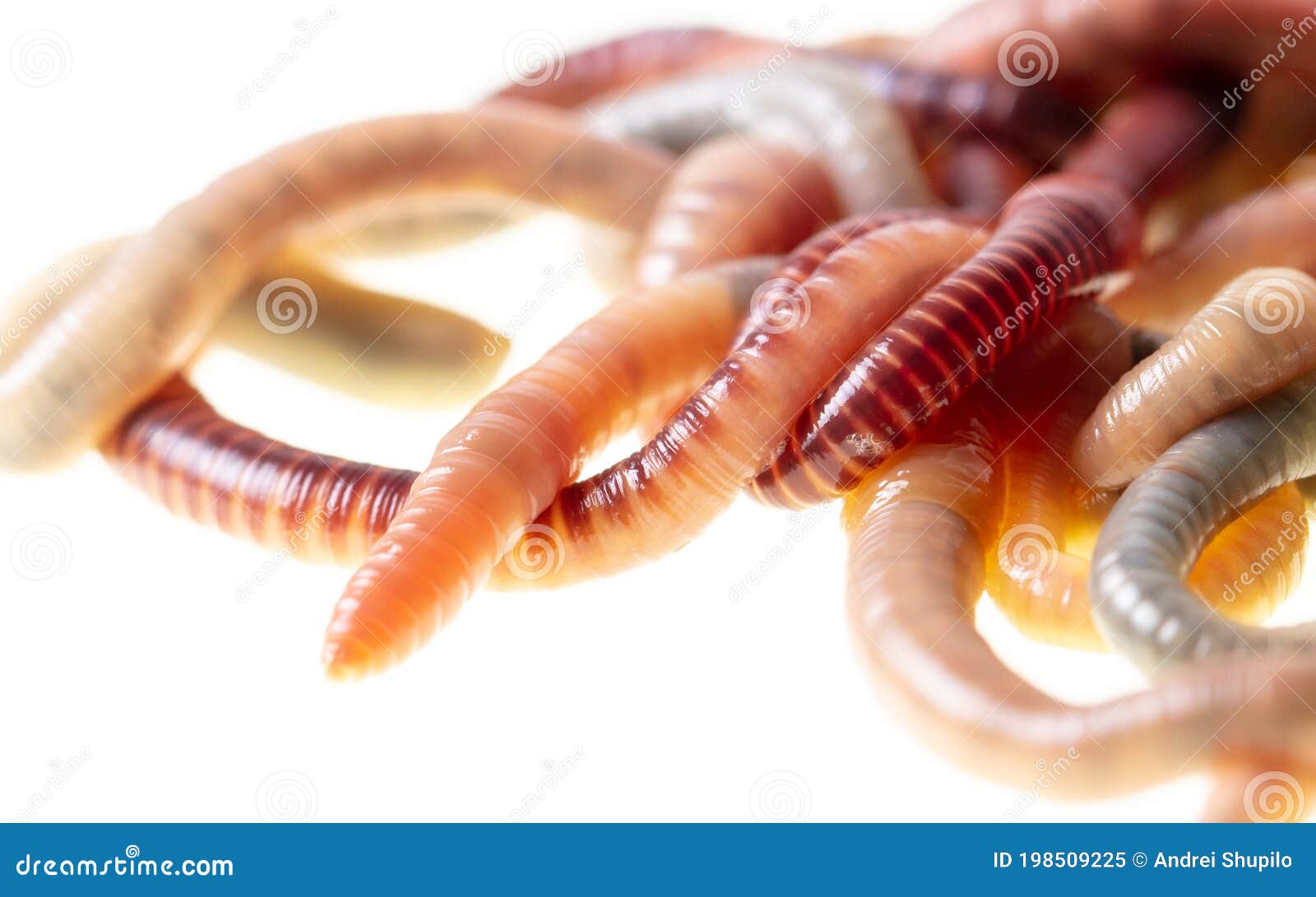 Earthworms Isolated on a White Stock Image - Image of creep, annelida ...