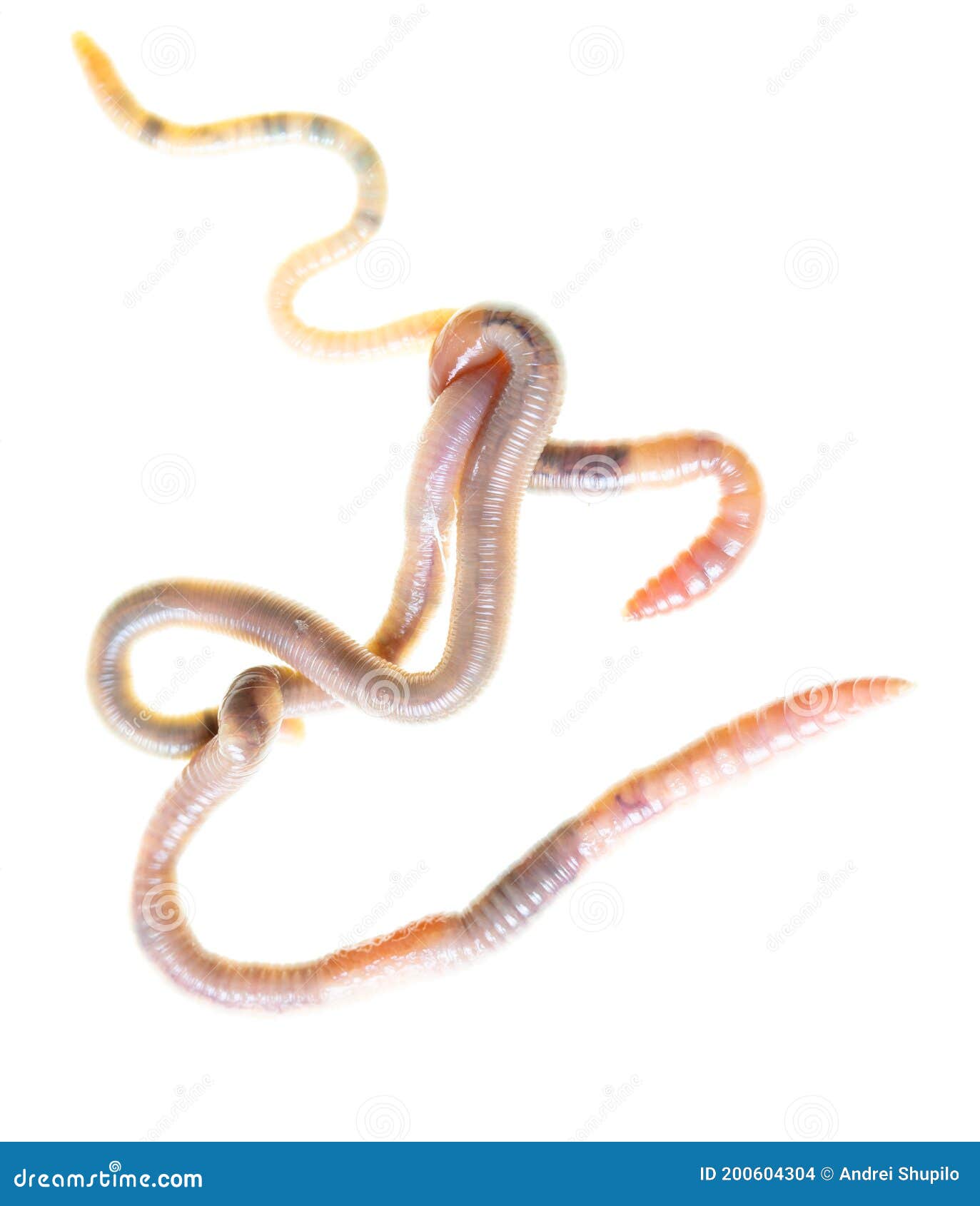 Earthworms Isolated on a White Stock Photo - Image of wild, biology ...