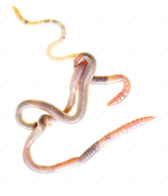 Earthworms Isolated on a White Stock Photo - Image of wild, biology ...