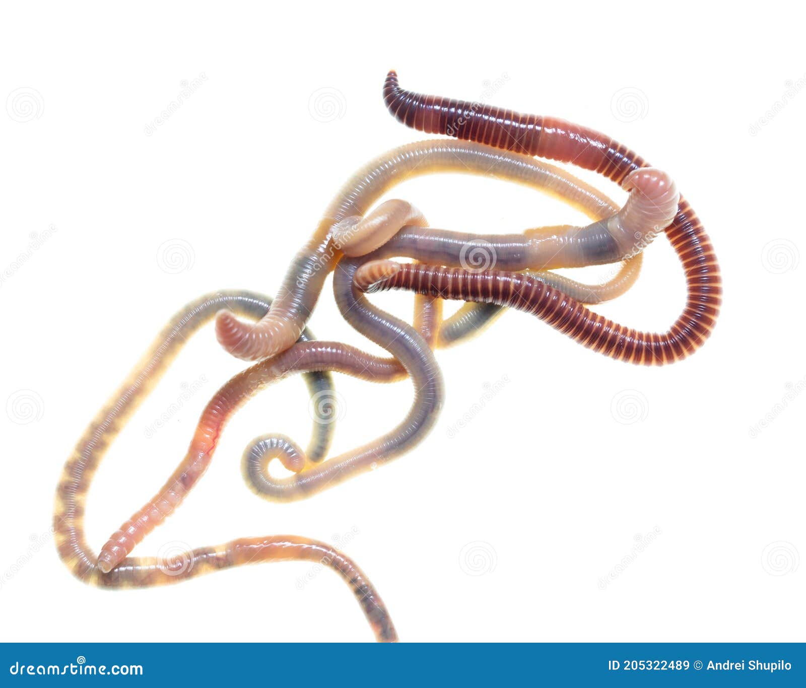Earthworms Isolated on a White Stock Image - Image of isolated, creep ...