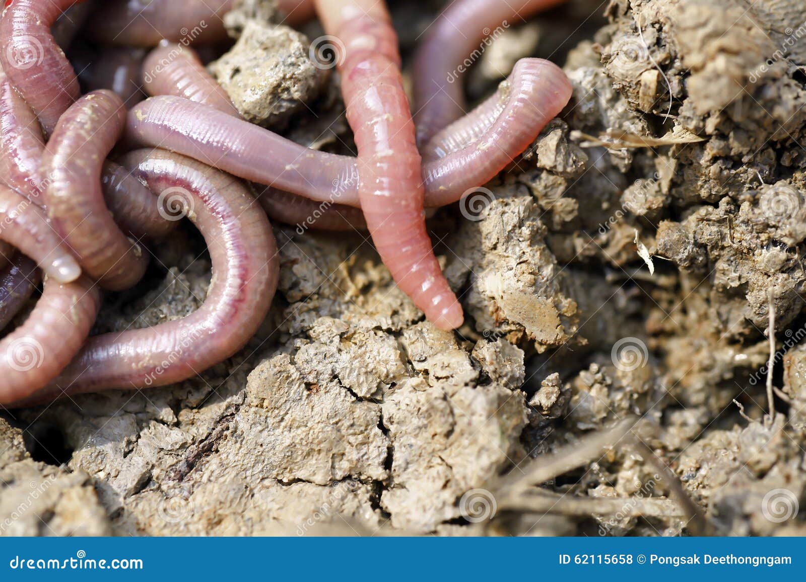 Earthworms in mold stock photo. Image of closeup, long - 62115658