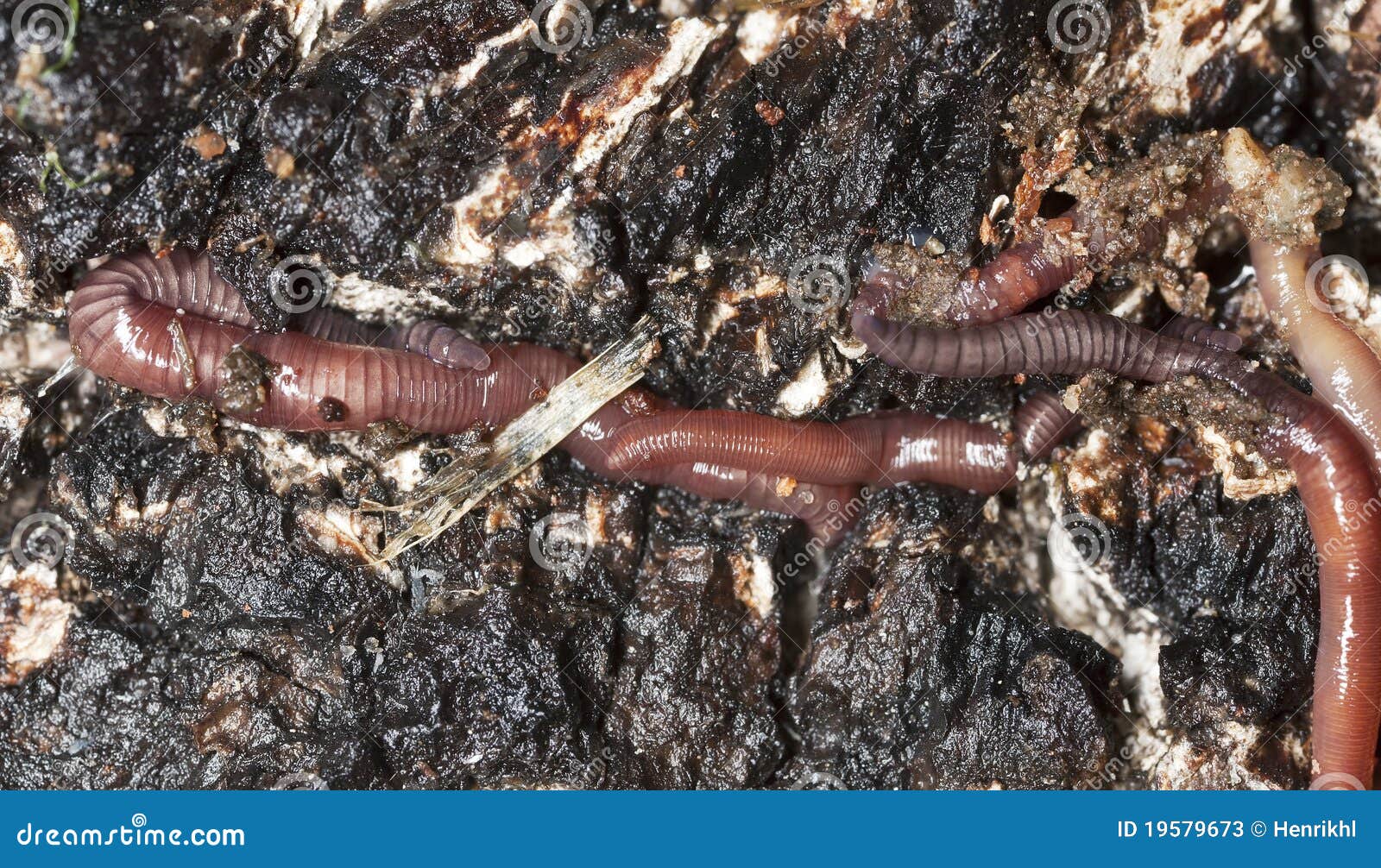 Earthworms in mould stock image. Image of animal, segment - 19579673