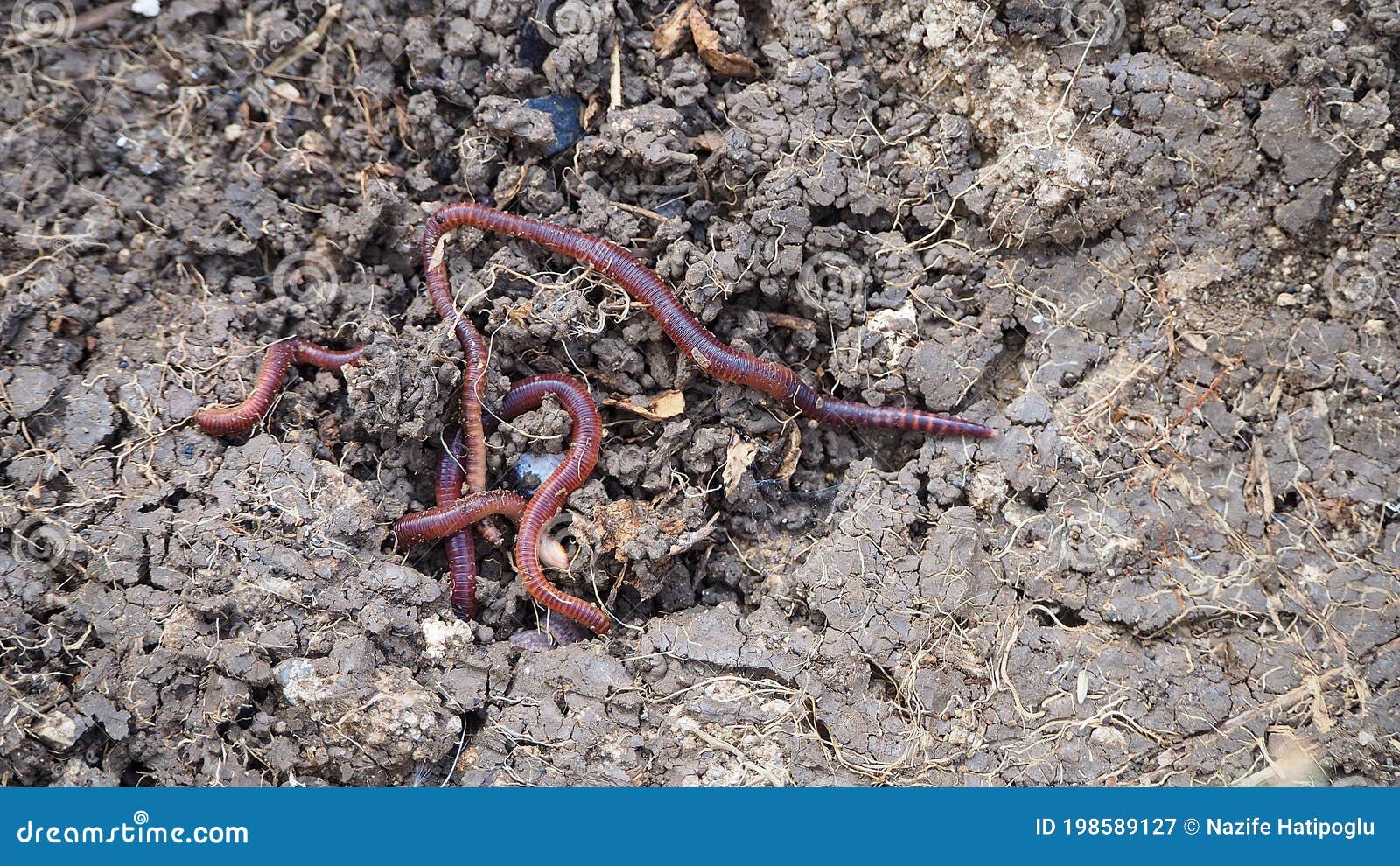 Earthworms Moving On The Surface Of The Soil Royalty-Free Stock ...