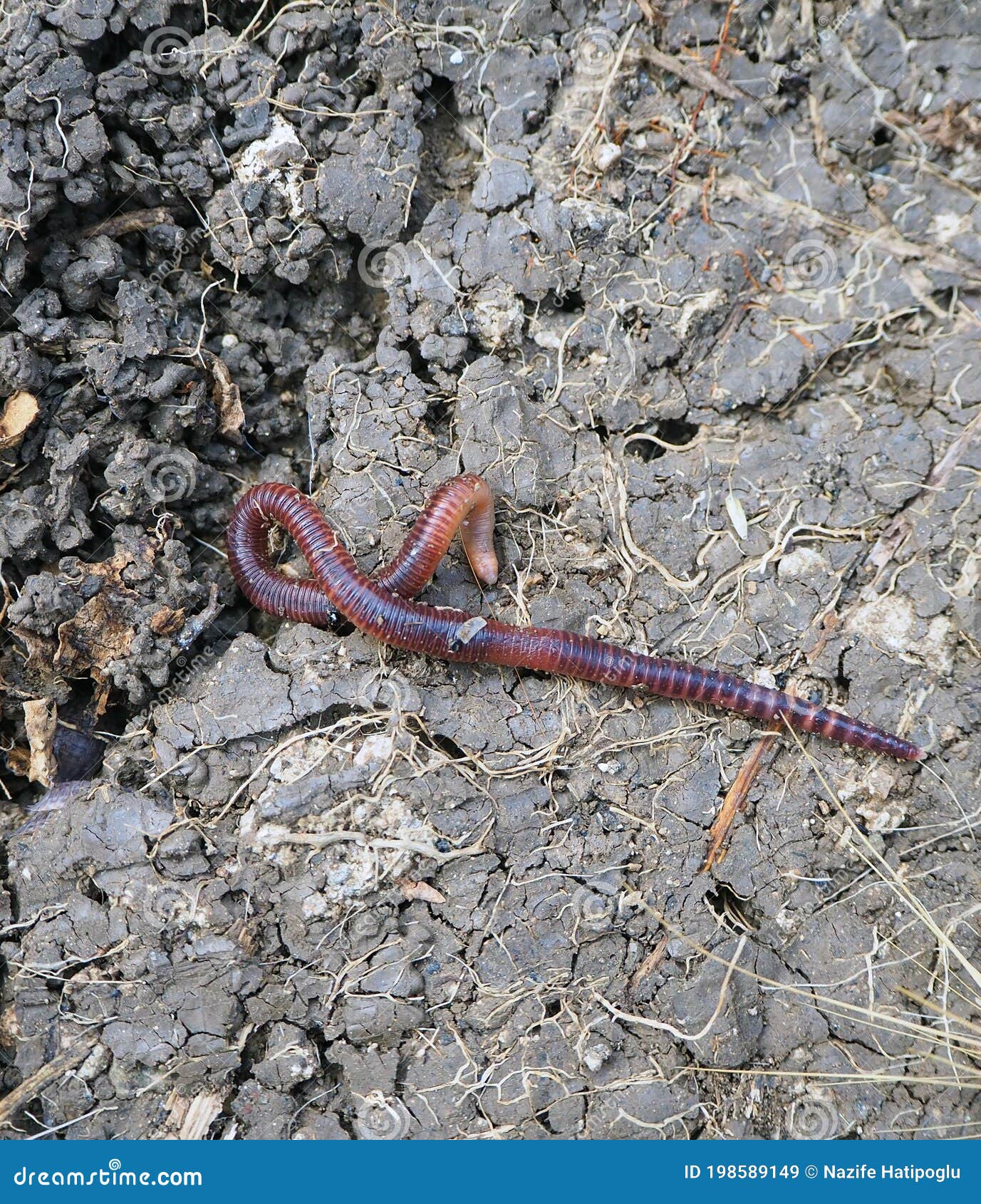 Earthworms Moving on the Surface of the Soil Stock Image - Image of ...
