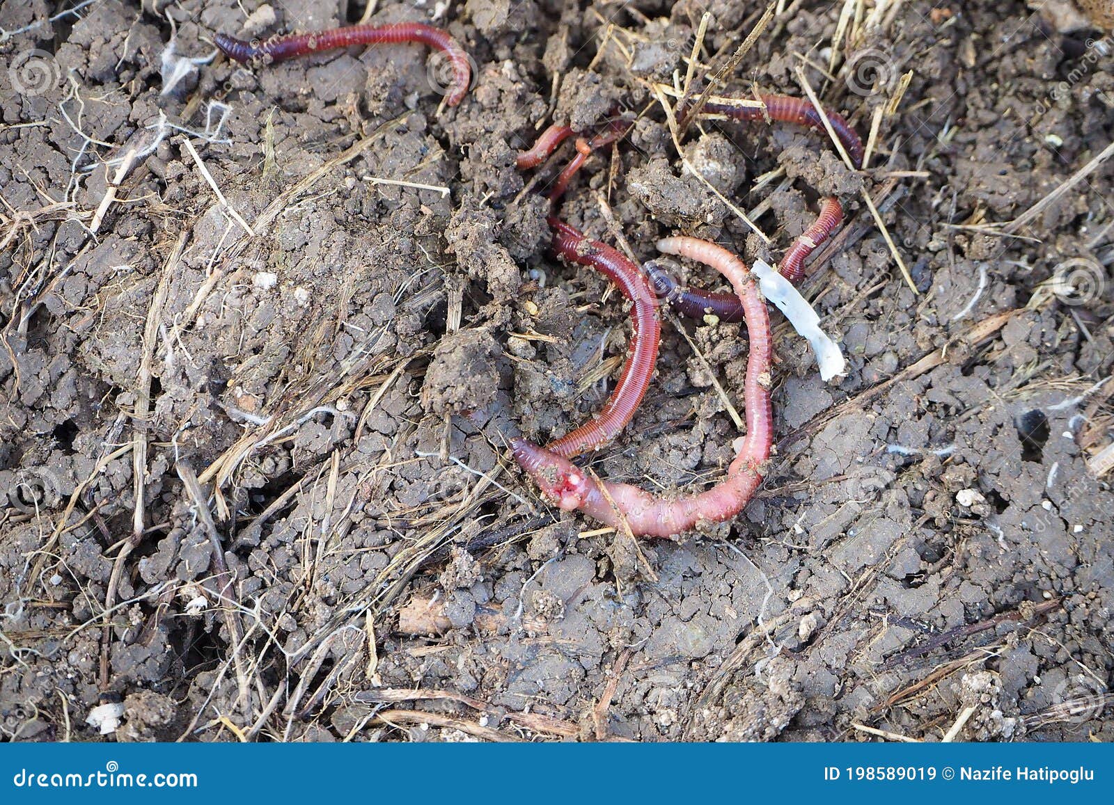 Earthworms Moving on the Surface of the Soil Stock Image - Image of ...
