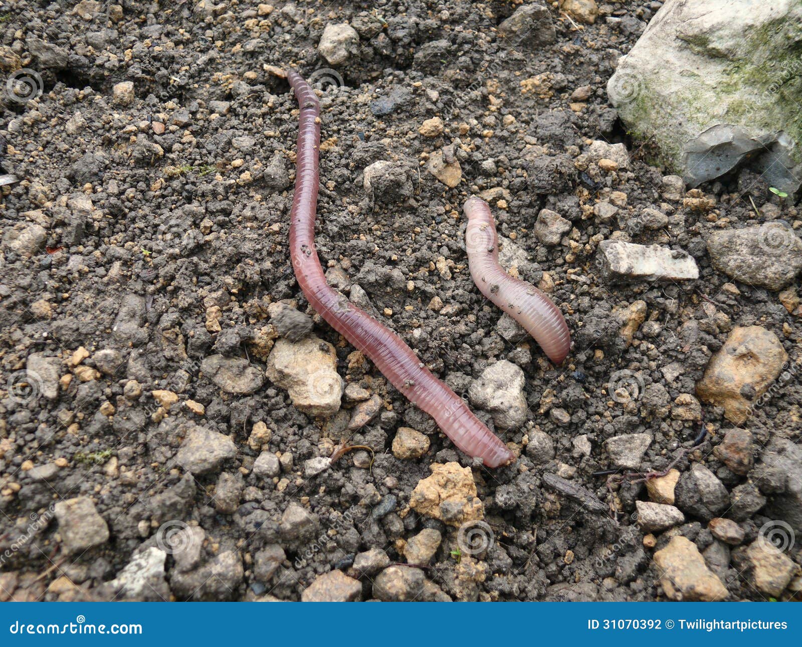Earthworms stock photo. Image of earthworms, animals - 31070392