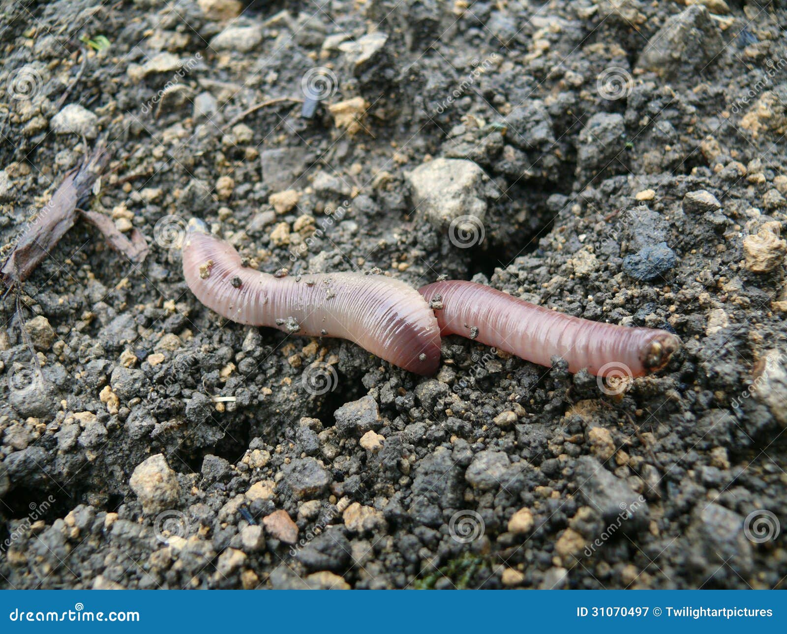 Earthworms Stock Image | CartoonDealer.com #5659075