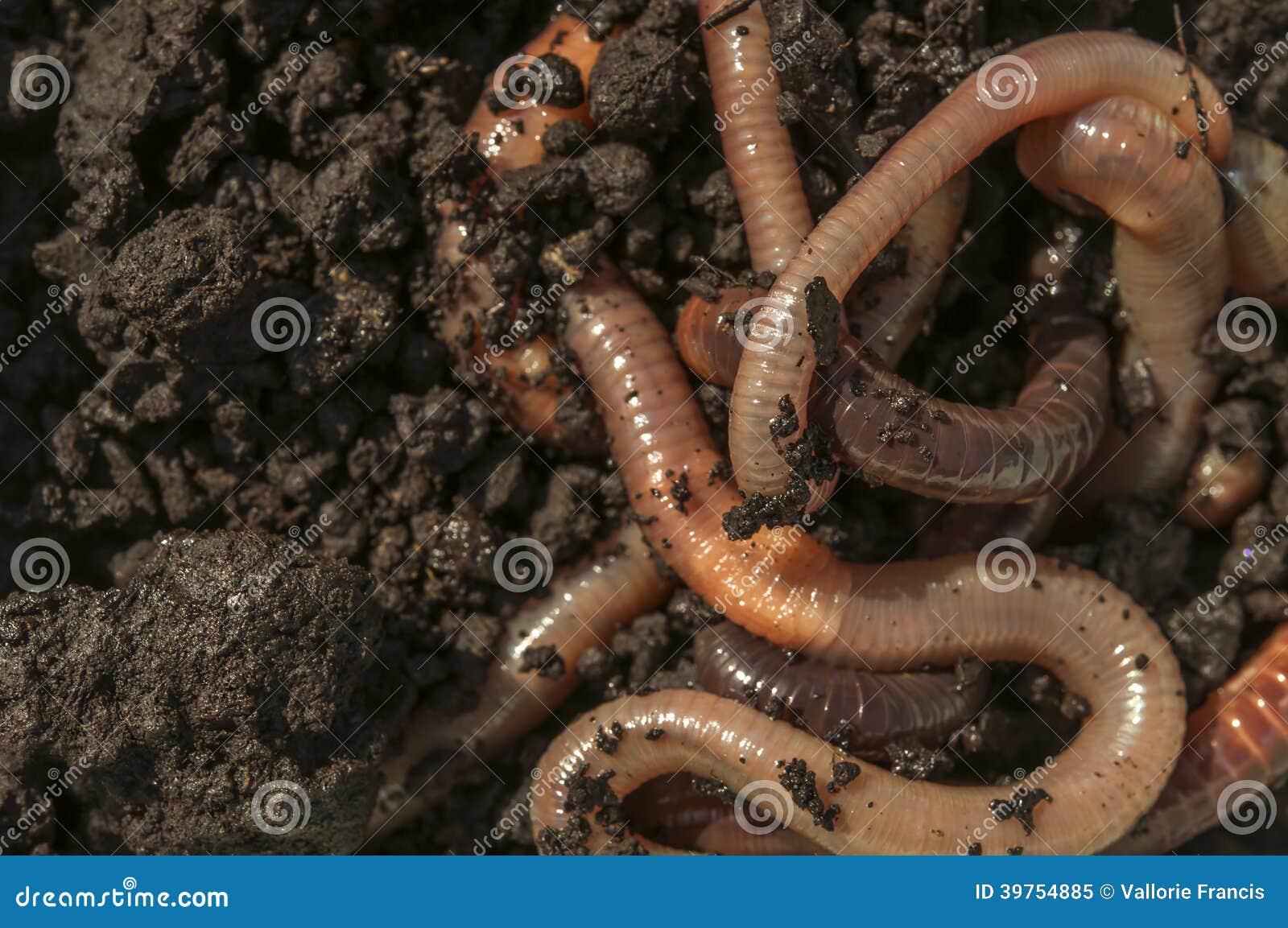 Earthworms stock image. Image of lumbricina, soil, insects - 39754885