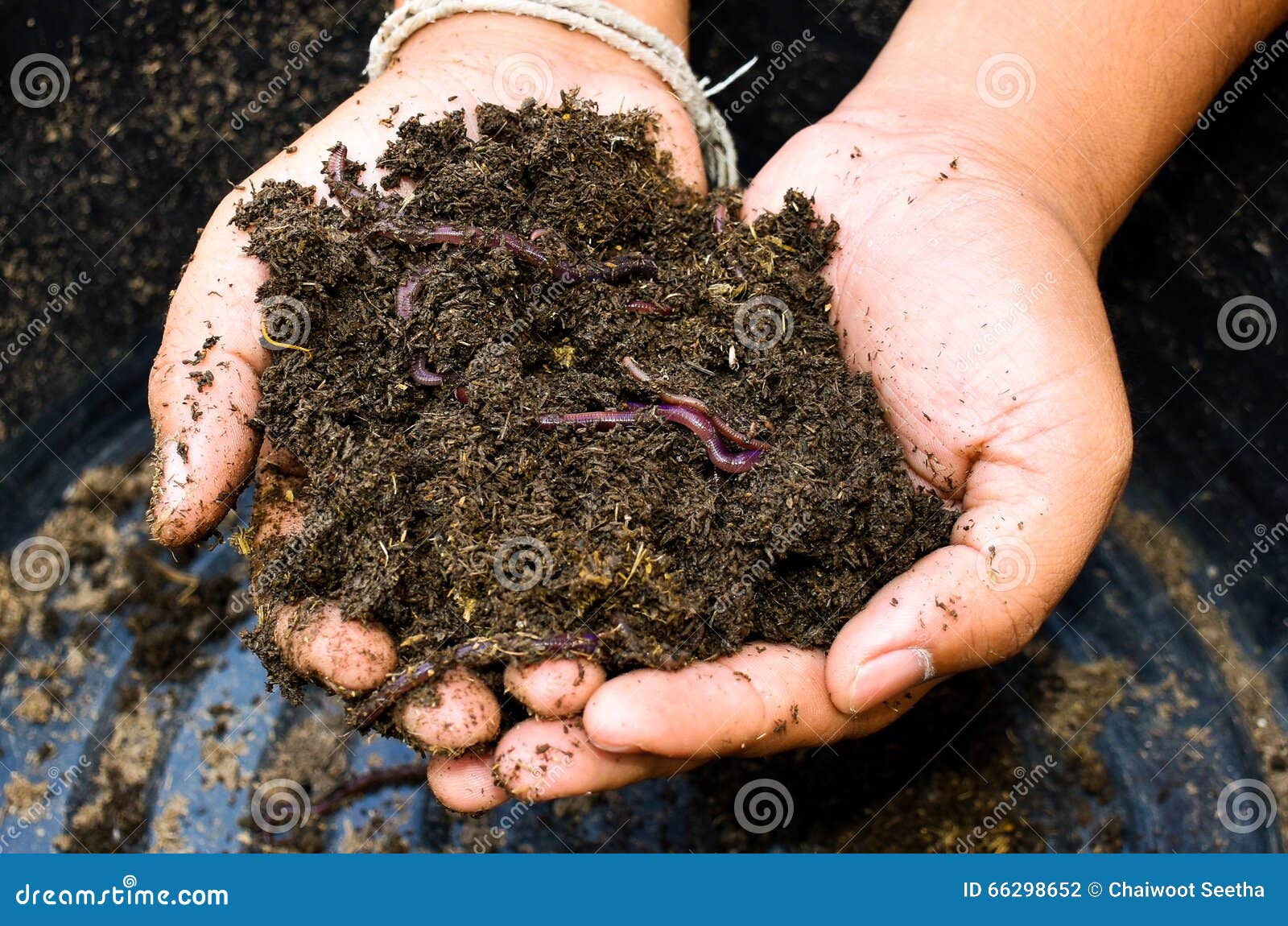 Earthworms In Soil