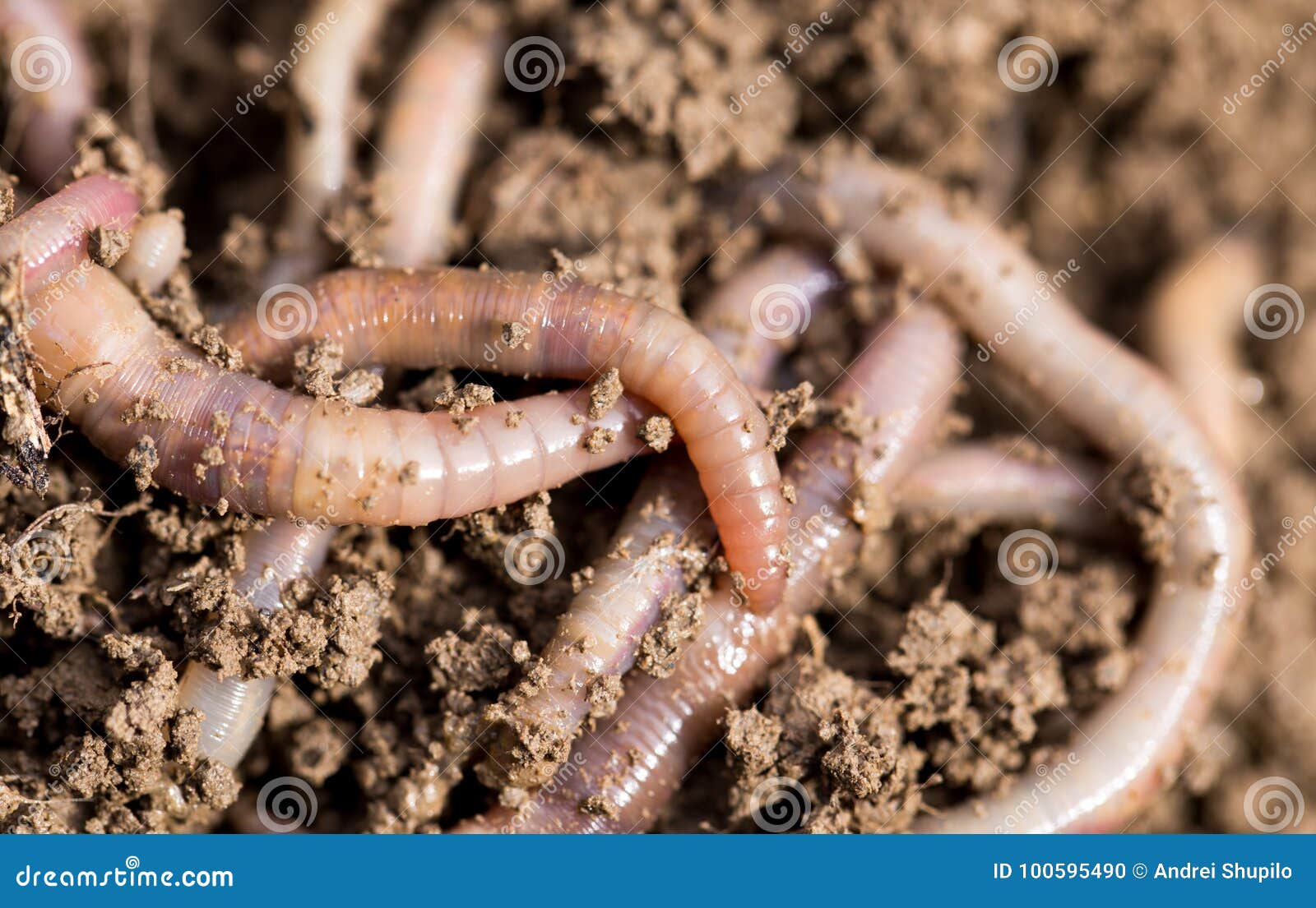 Earthworms In Soil With Dry Leaves Royalty-Free Stock Image ...