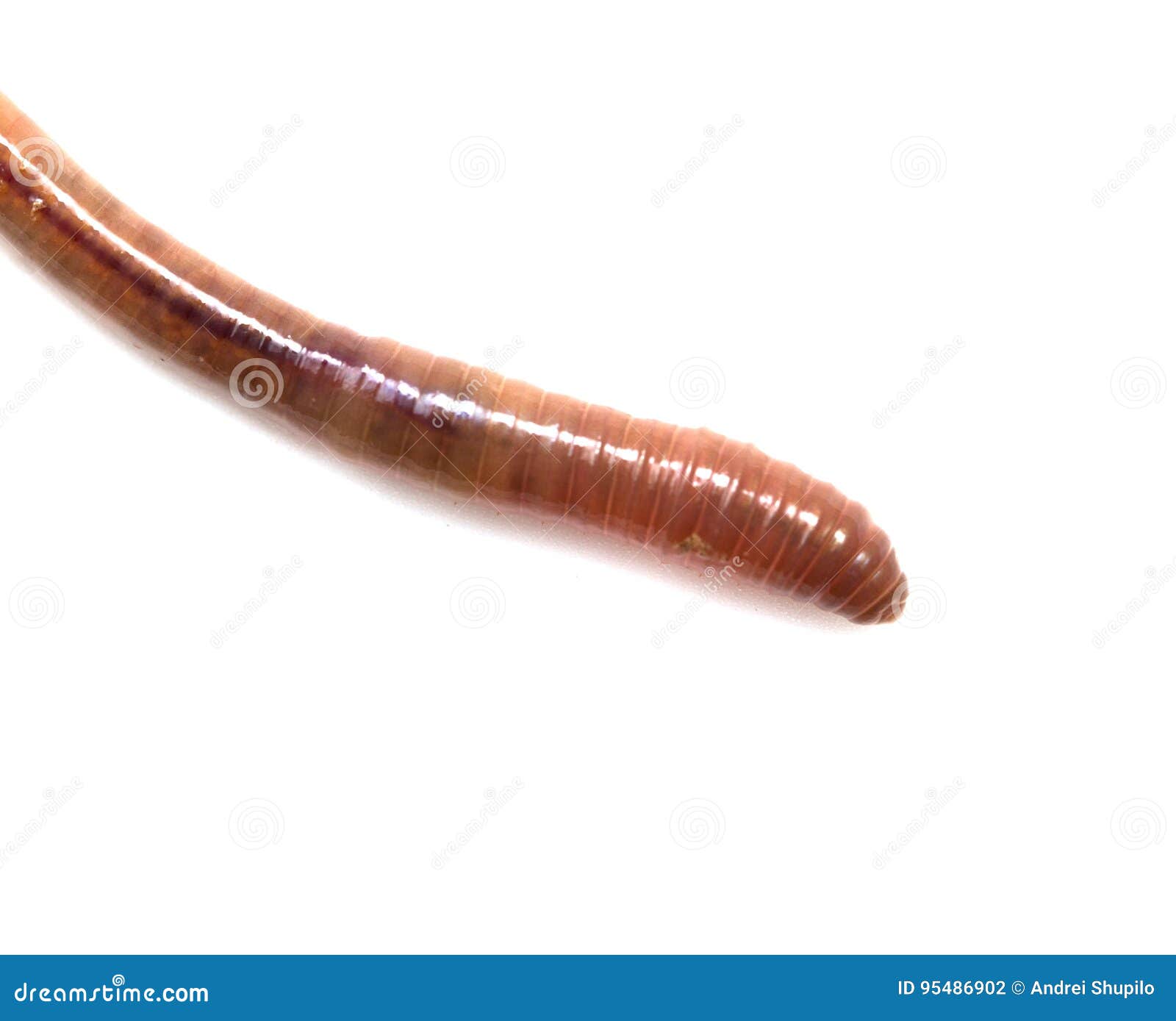 Earthworms on a White Background. Macro Stock Photo - Image of ...