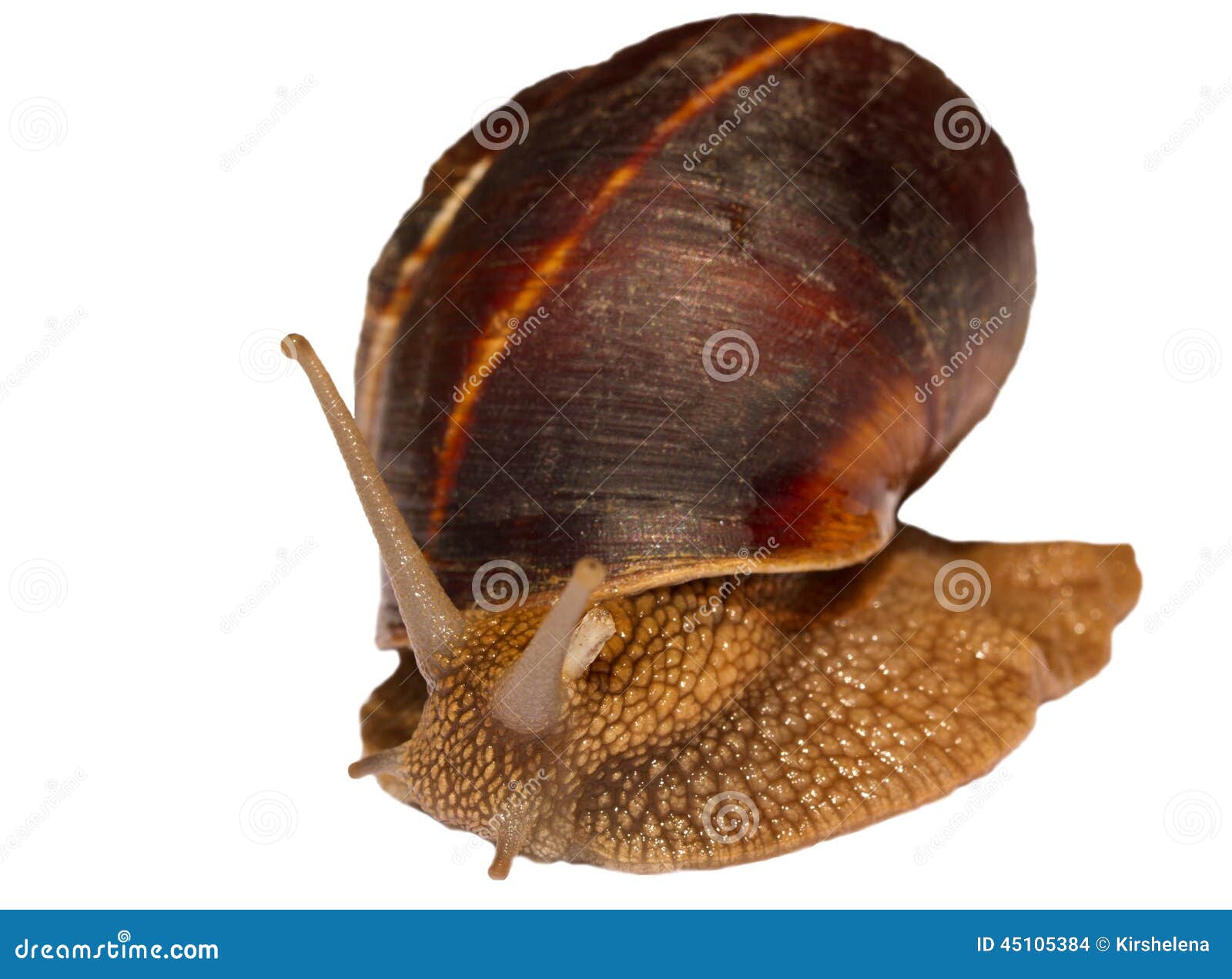 Earthy Brown Snail in the Shell Photographed Close Stock Photo - Image ...