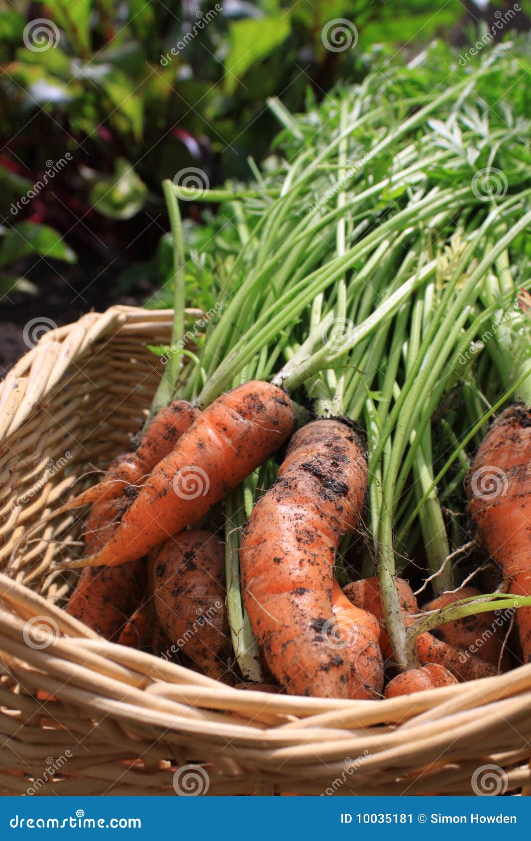 Earthy Carrots stock image. Image of orange, cultivated - 10035181