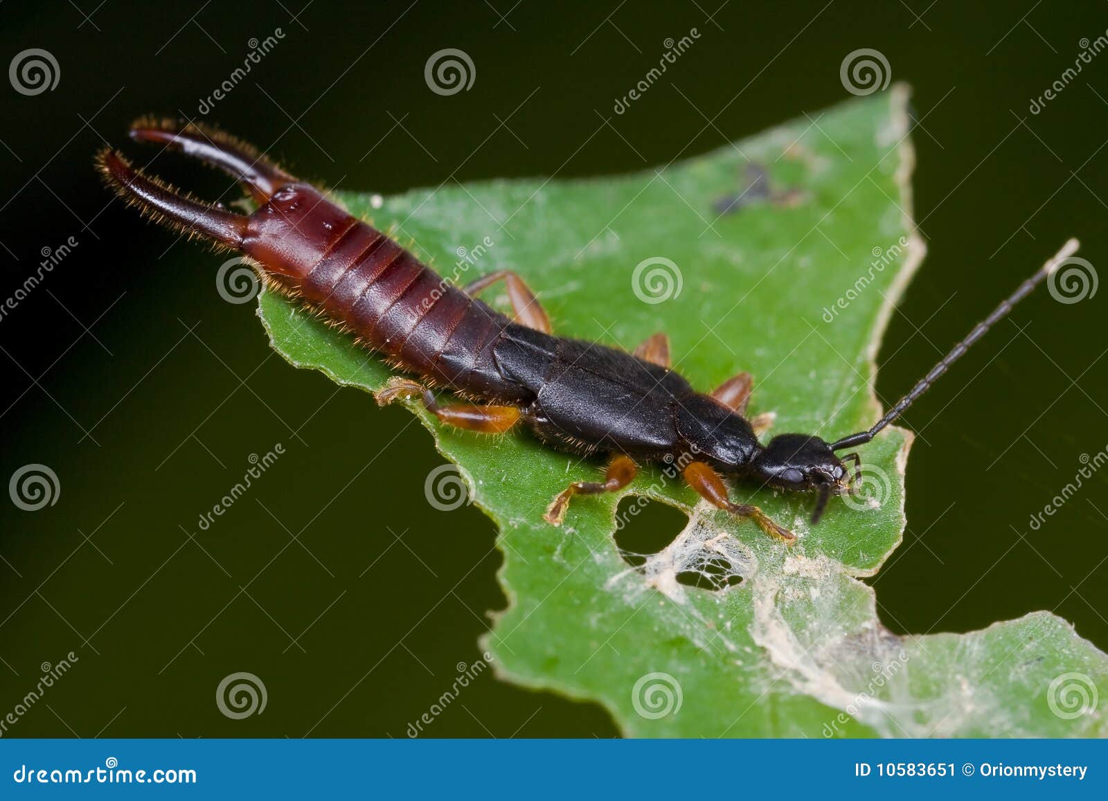 Earwig stock image. Image of earwig, reflective, wild - 10583651