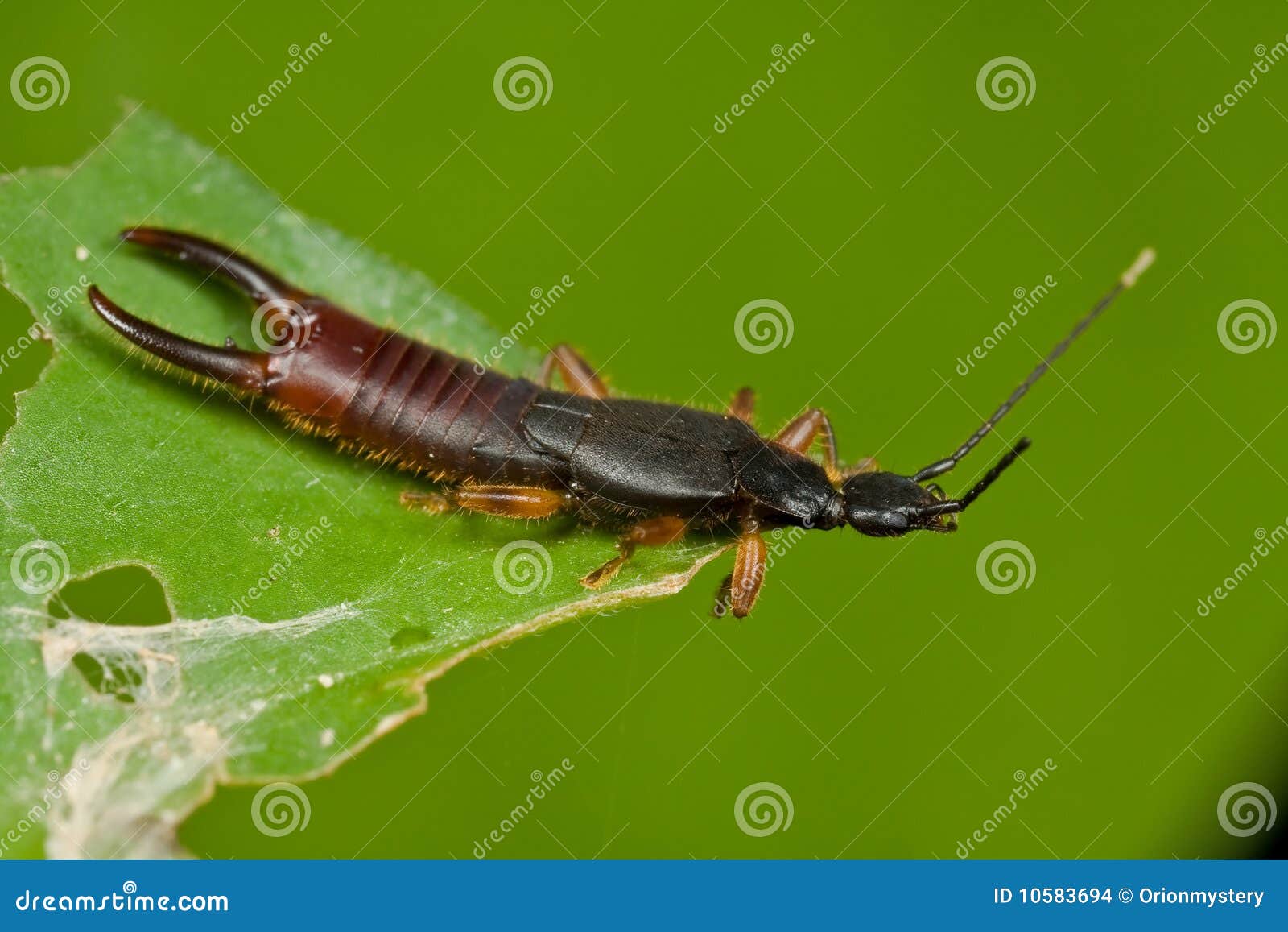 Earwig stock photo. Image of foliage, shiny, nature, wing - 10583694