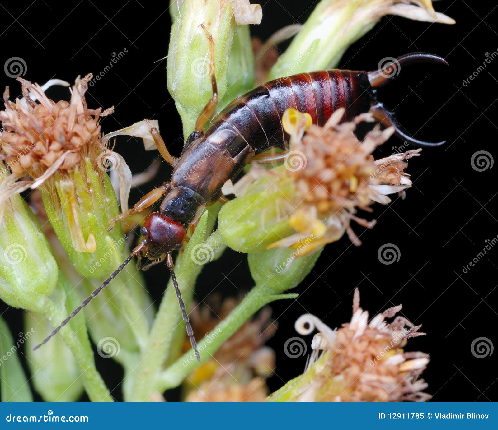 Earwig stock image. Image of nature, outdoors, bizarre - 12911785