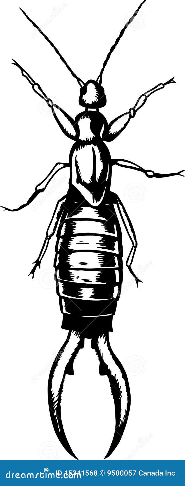 Earwig Cartoons, Illustrations & Vector Stock Images - 1584 Pictures to ...