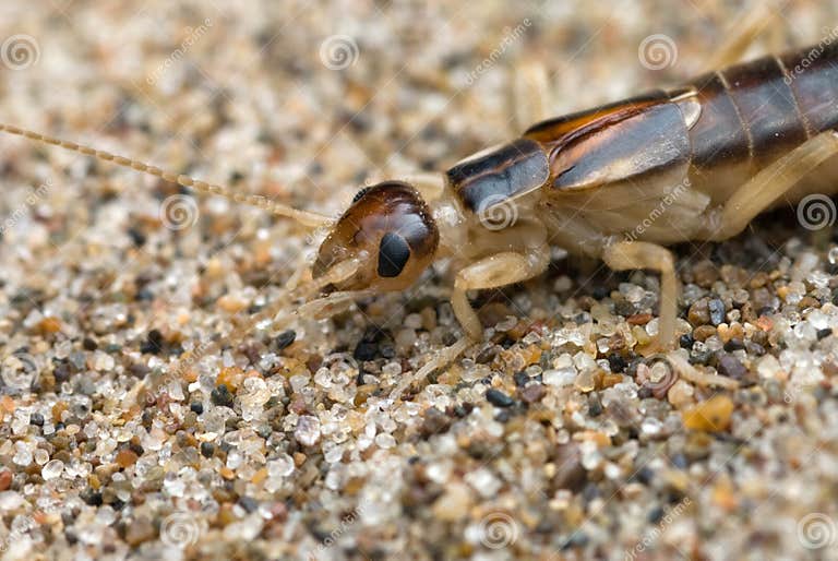 The earwig stock photo. Image of sand, arthropod, land - 17058030