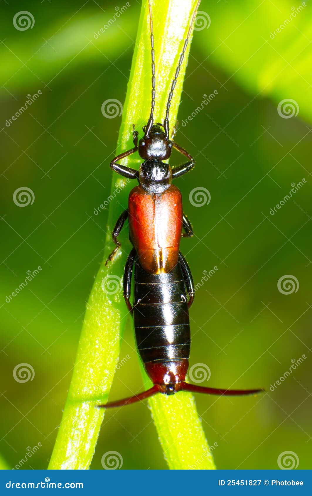 Earwig stock image. Image of leaf, shining, fauna, garden - 25451827