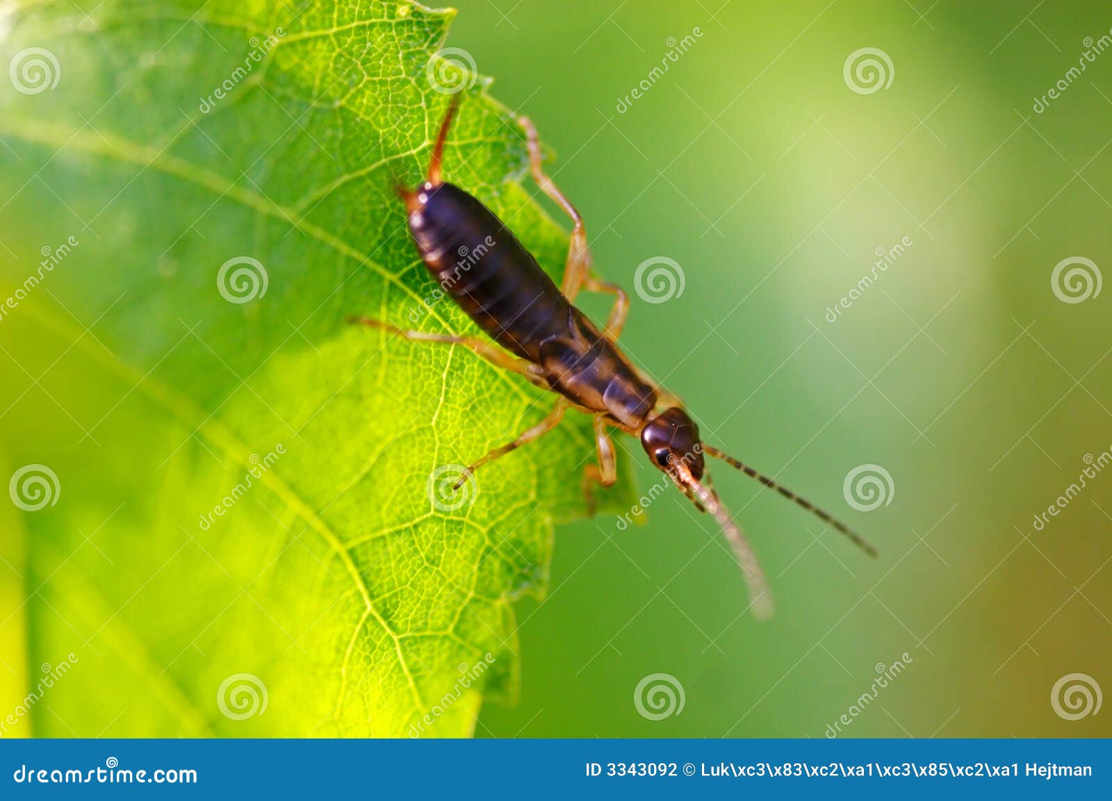 Earwig stock photo. Image of leaf, earwig, insect, close - 3343092