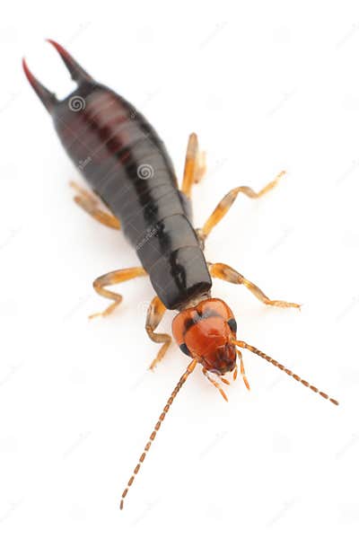 Earwig stock image. Image of insect, close, critter, pest - 5243603