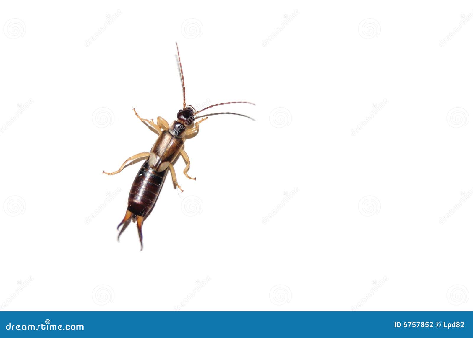 Earwig stock photo. Image of pest, insect, people, isolated - 6757852