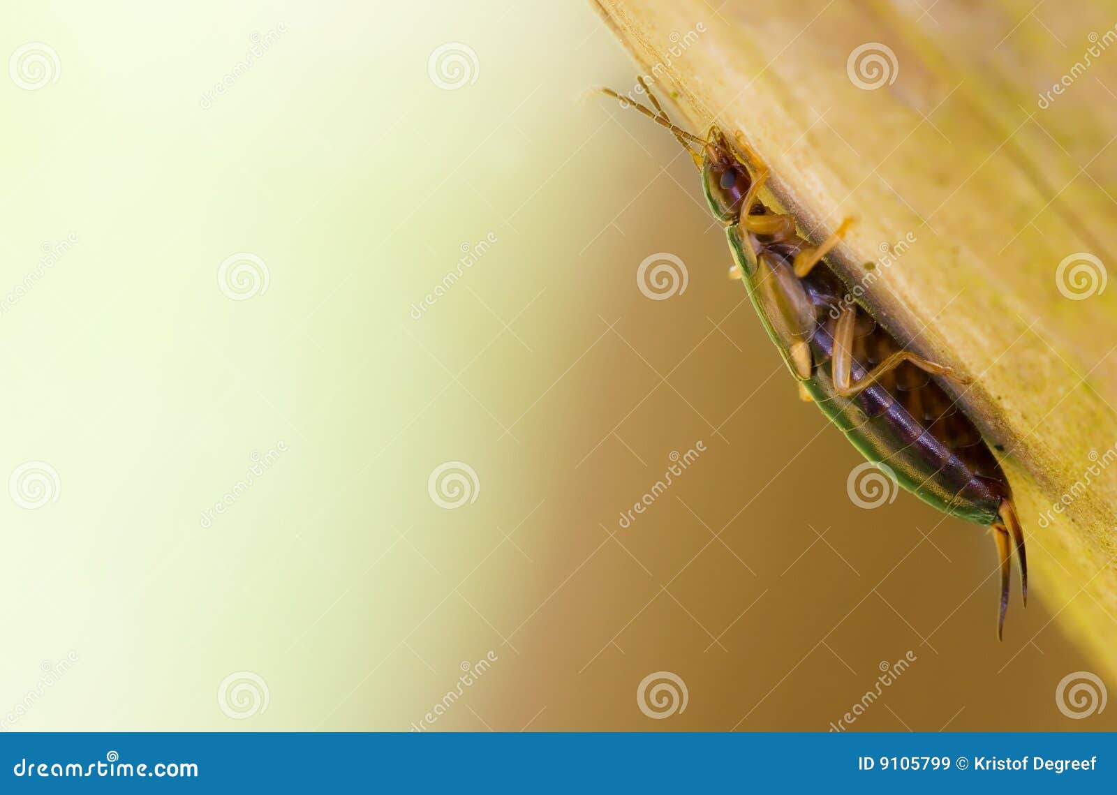 Earwig stock image. Image of close, critter, pest, background - 9105799