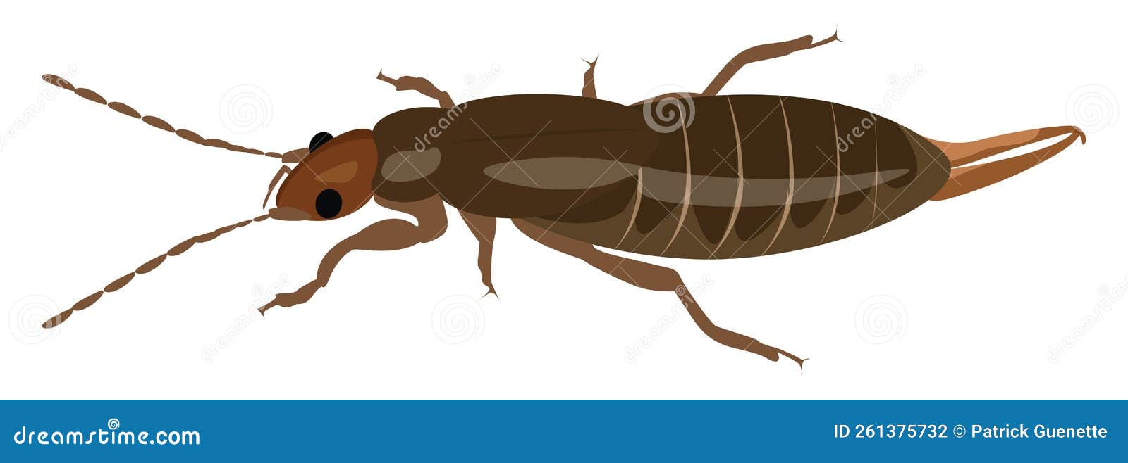 Earwig bug, icon stock vector. Illustration of icon - 261375732