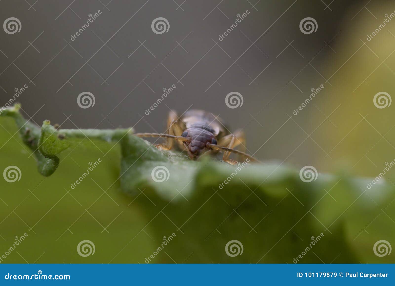 Earwig, Bug, Insect Portrait Stock Image - Image of family, breeding ...
